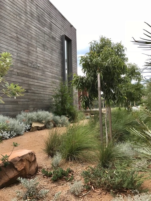 Modern Native Garden – King's Landscaping