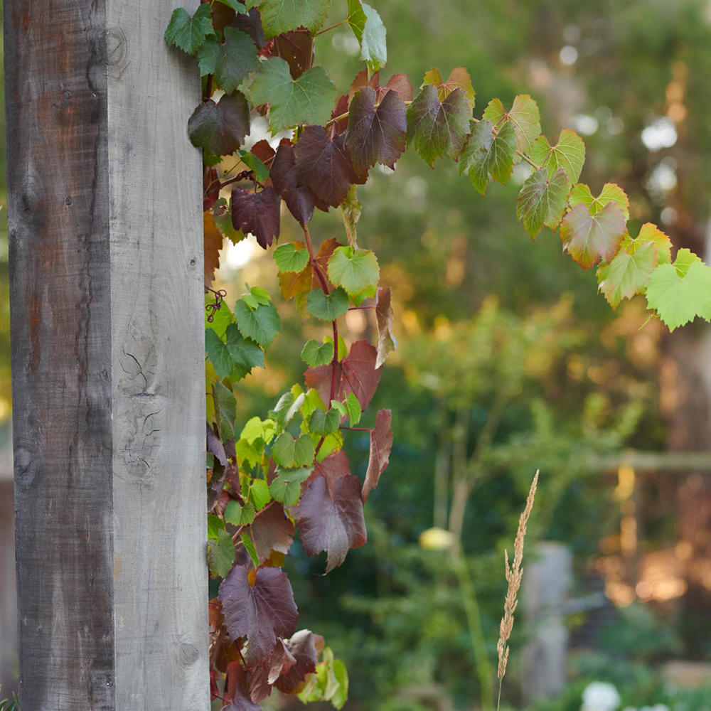 Modern Homestead – King's Landscaping